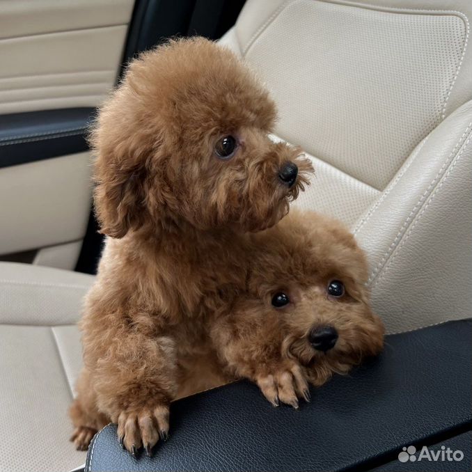 Щенки той пуделя ред braun