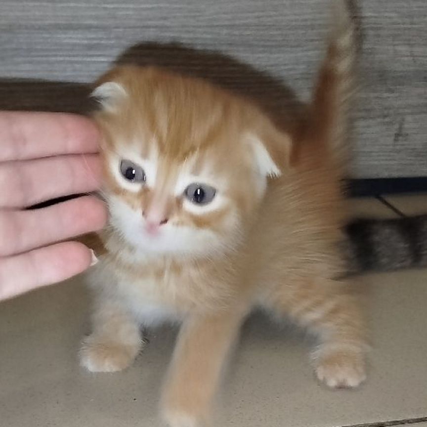 Шотландский вислоухий длинношёрстный котёнок