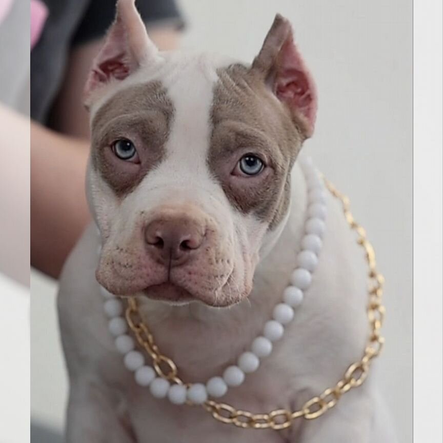 Американский булли, щенок