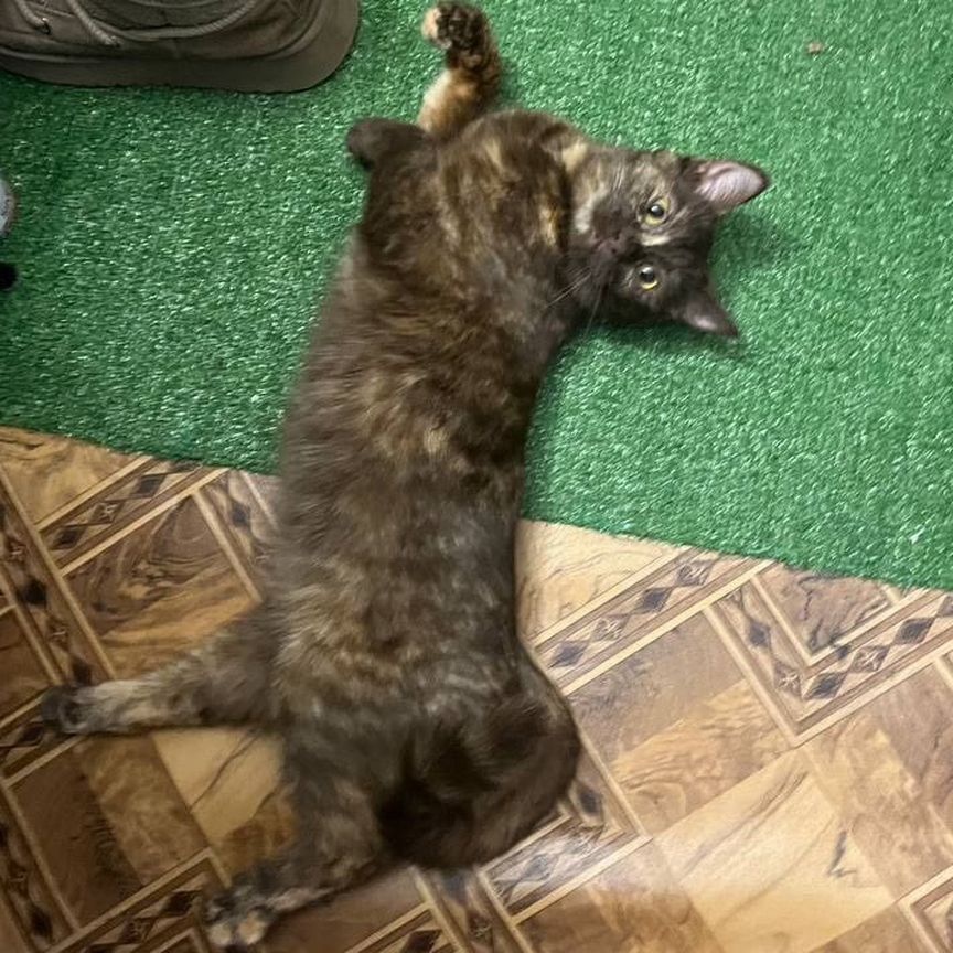 Взрослая, кошка в добрые руки