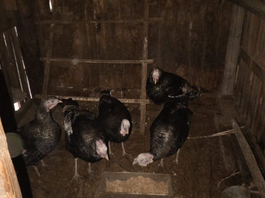 Индюки домашние