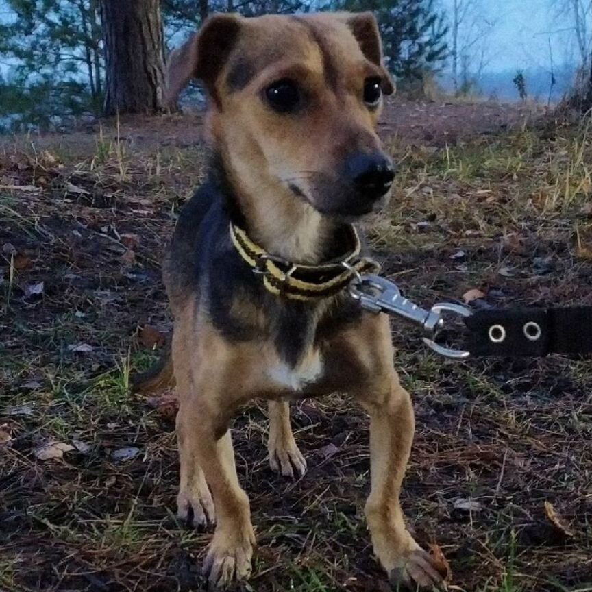 Взрослая собака в добрые руки