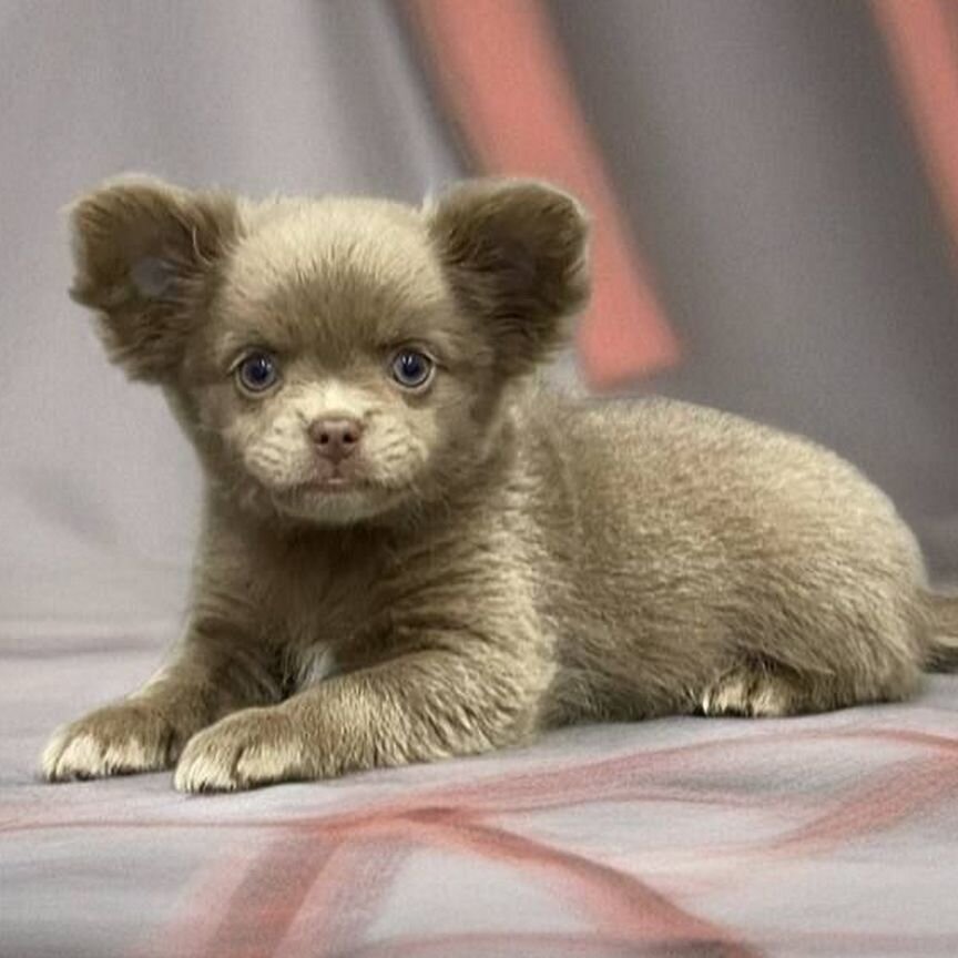 Чихуахуа, щенок