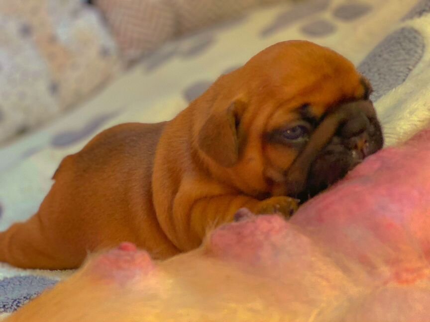 Собаки - ляльки