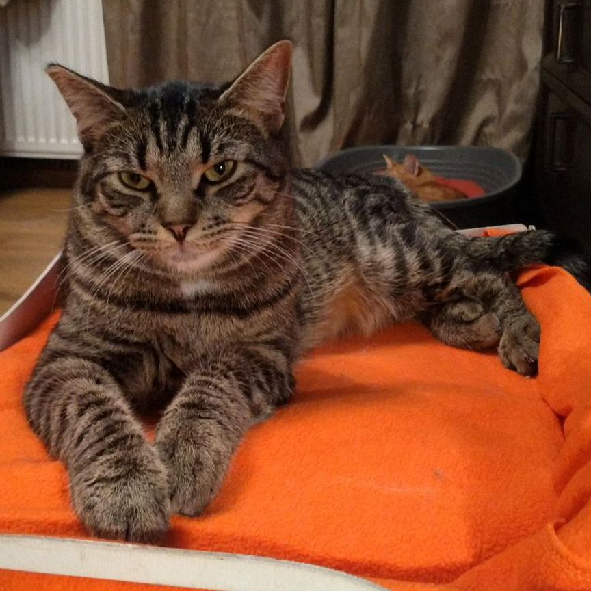 Взрослый кот в добрые руки