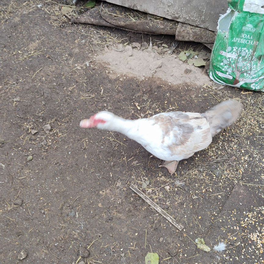 Мускусные утки