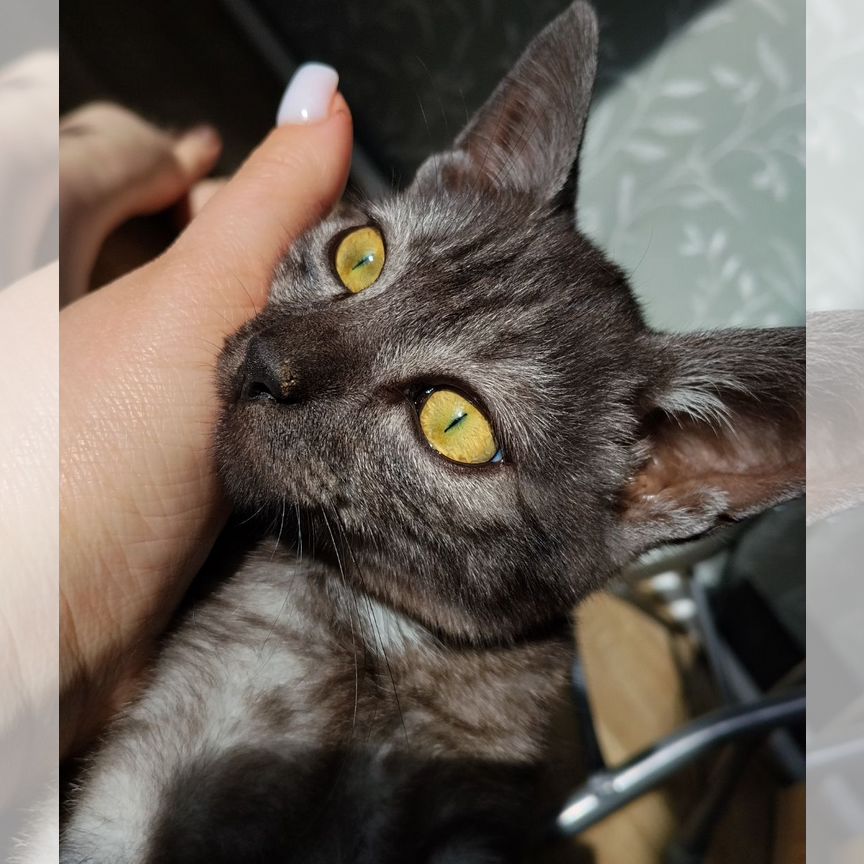 Котёнок в добрые руки