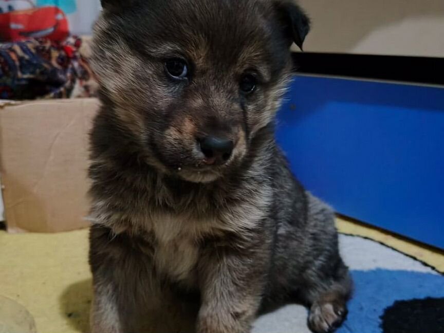 Щенки мальчики отдадим добрым людям