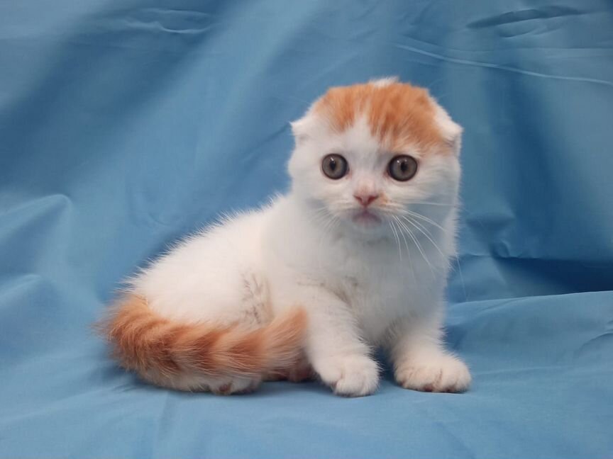 Шотландские вислоухие котята