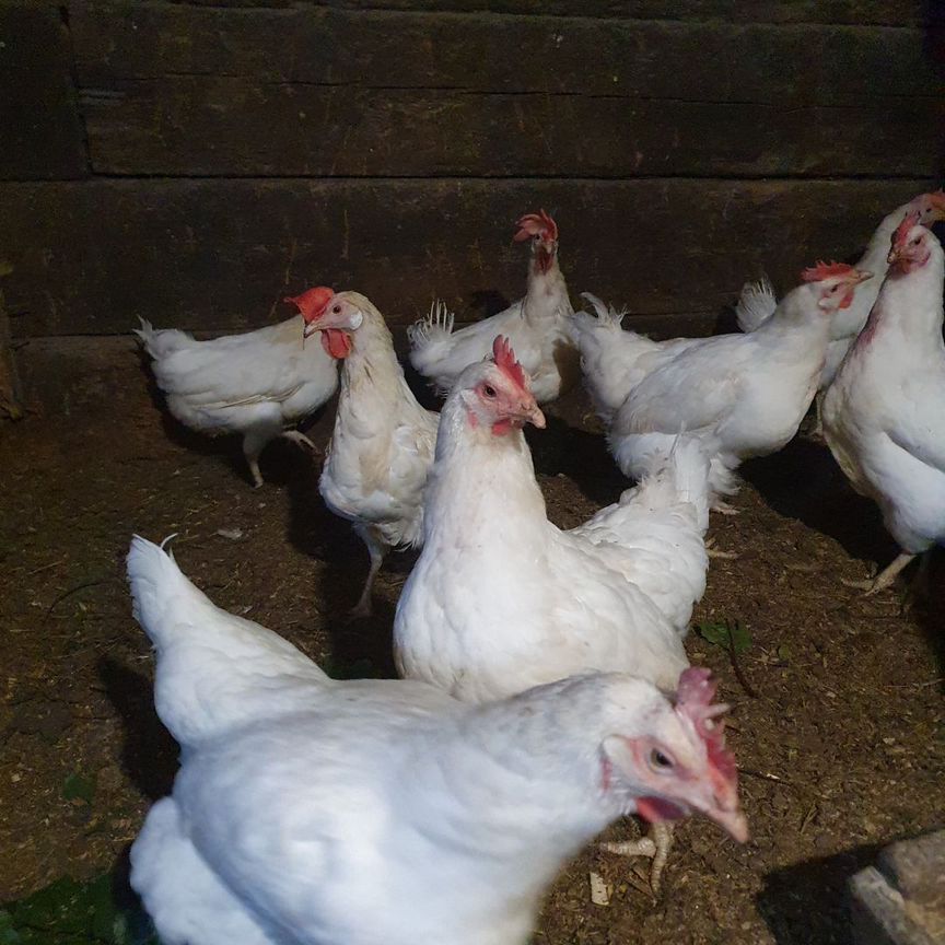 Куры несушки