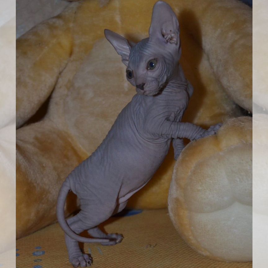 Донской сфинкс