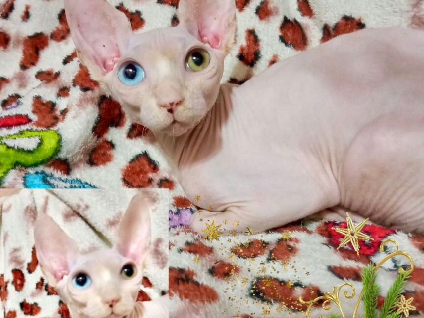 Канадский сфинкс. Разноглазик
