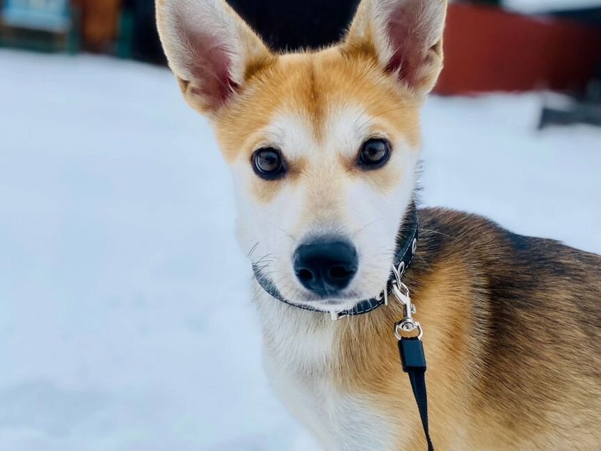 Собака в добрые руки