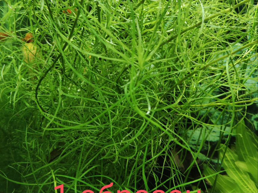 Аквариумные растения