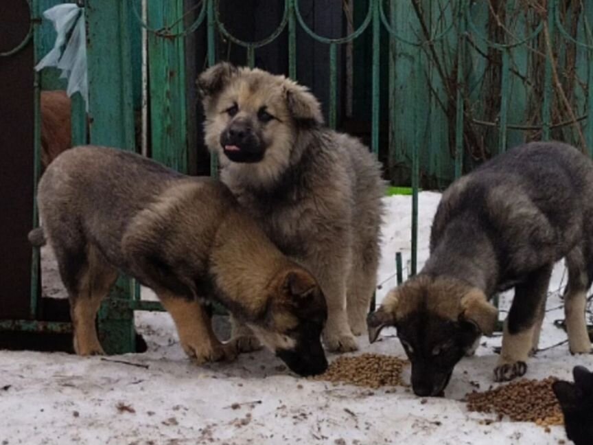 Щеночки в добрые руки