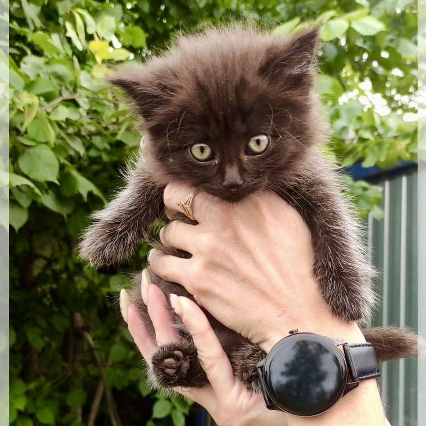 Котята чёрно-коричневые пушистые. В дар
