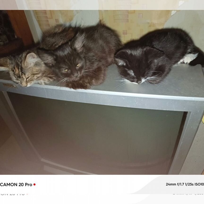 Котята в добрые руки бесплатно мальчики девочки