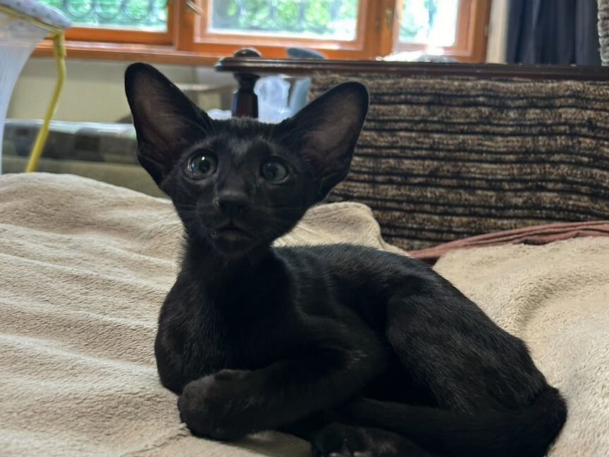 Ориентальный котенок мальчик