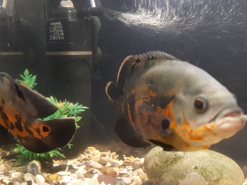 Астронотусы