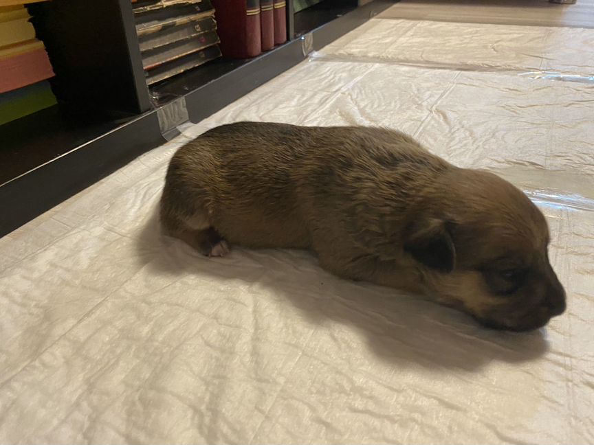 Щенки стаффорда бесплатно