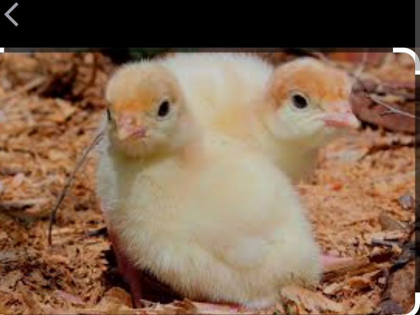 Индюшата домашние