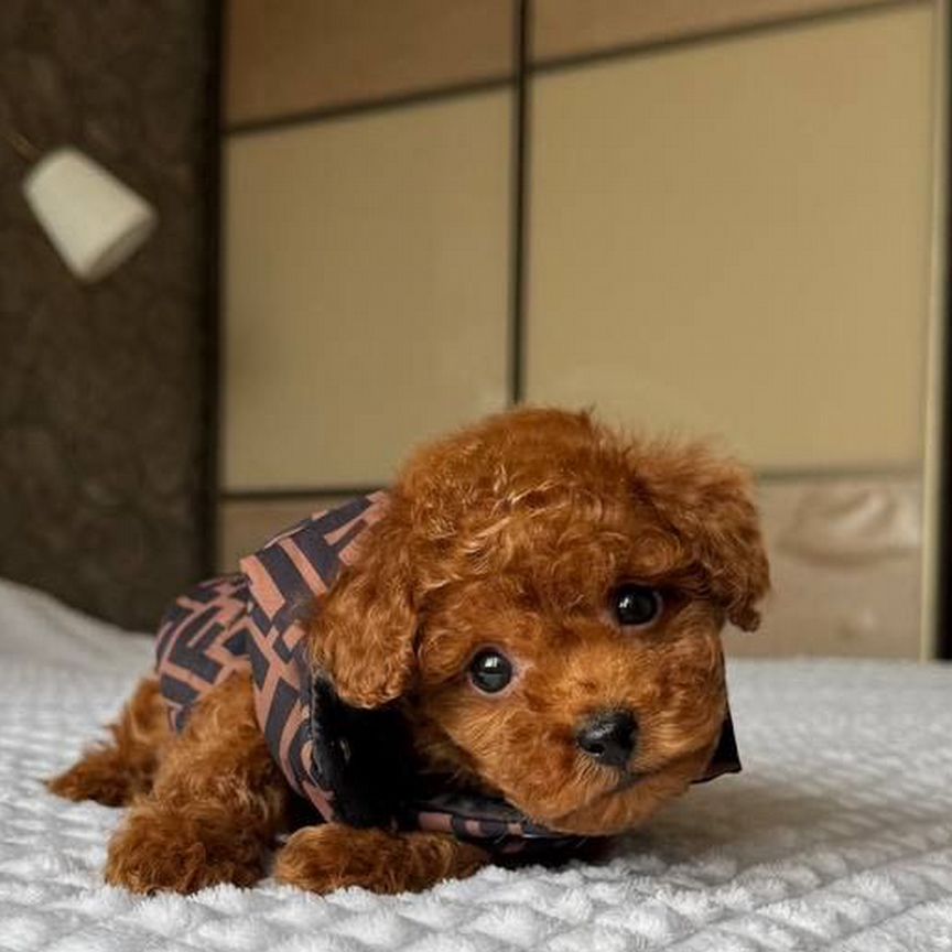 Той-пудель, щенок