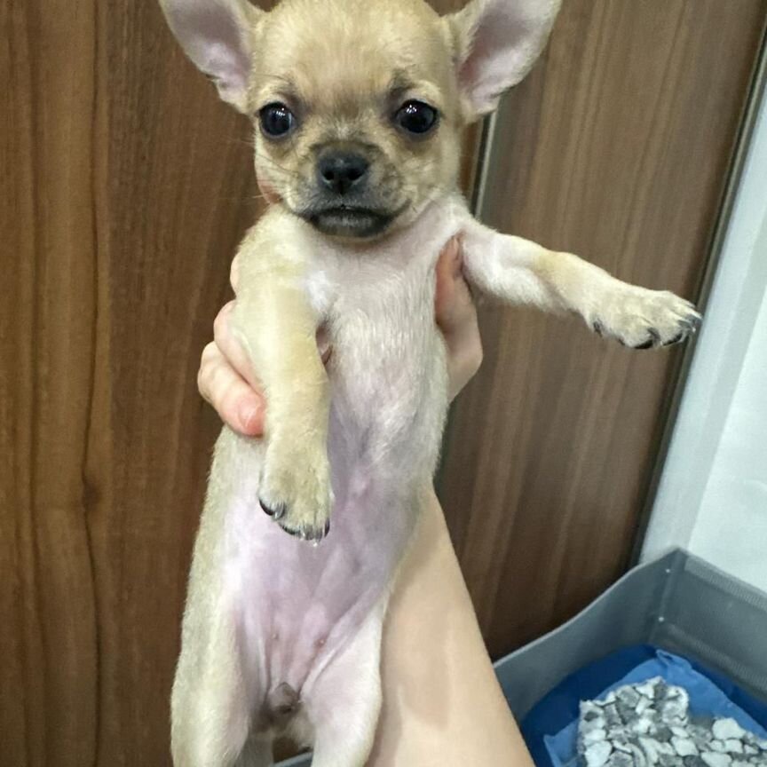 Щенки чихуахуа