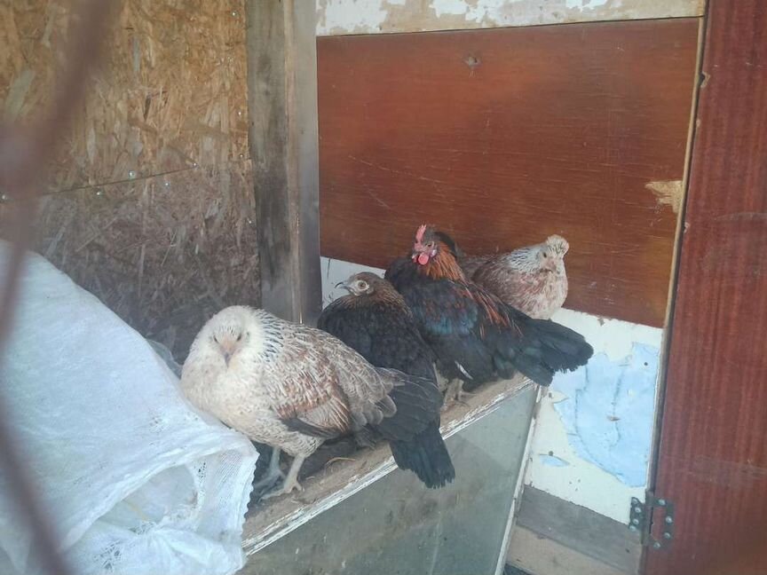 Куры молодки