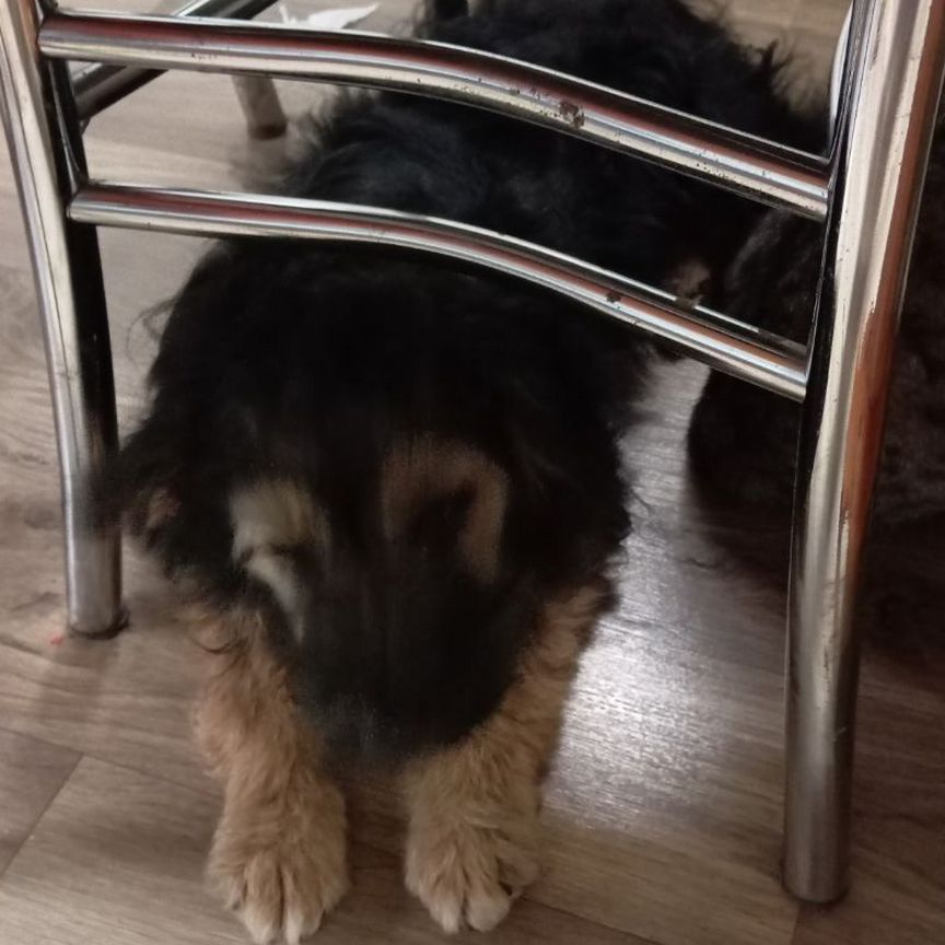 Мальтипу, щенок