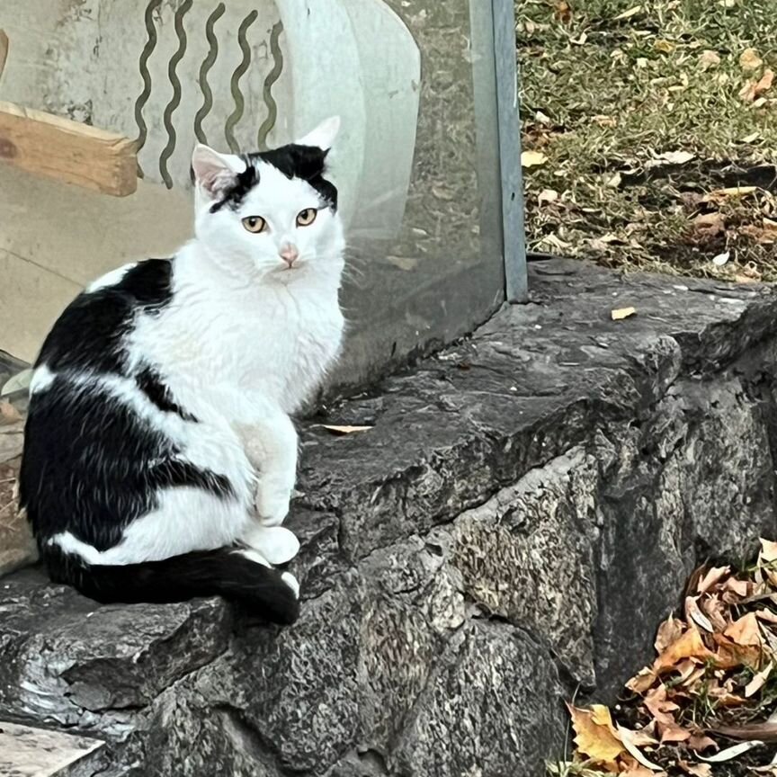 Котикам нужен дом