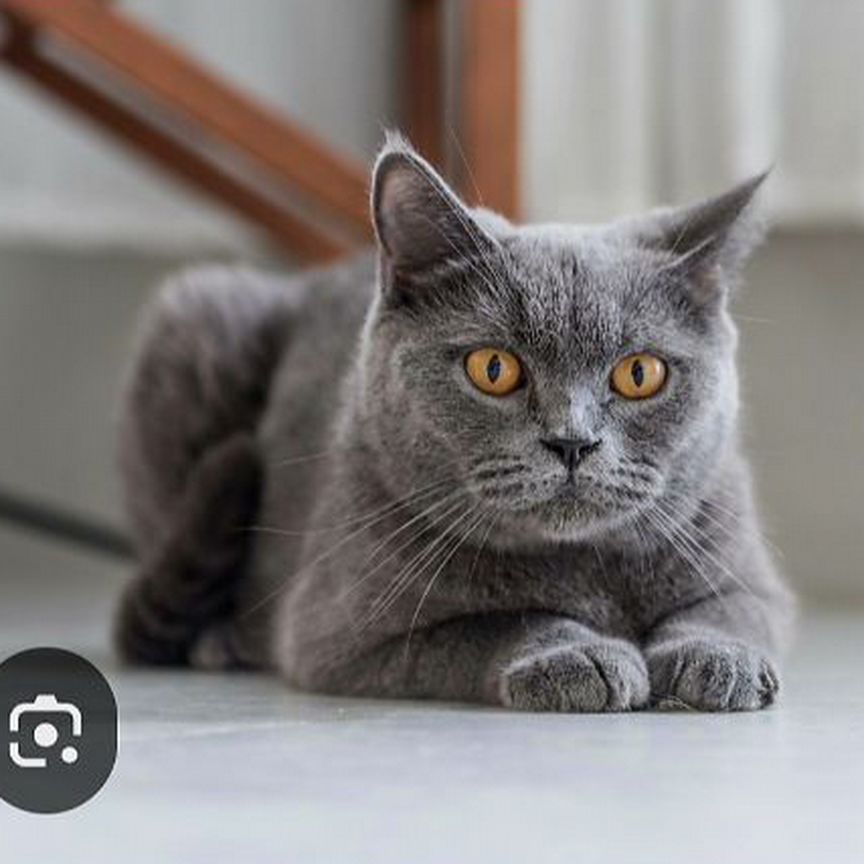 Отдам бесплатно котик породы Британская плюш