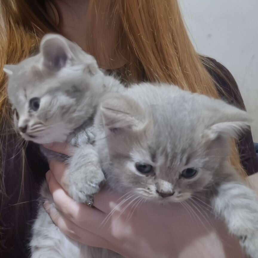 Шотландский прямоухий короткошёрстный котёнок