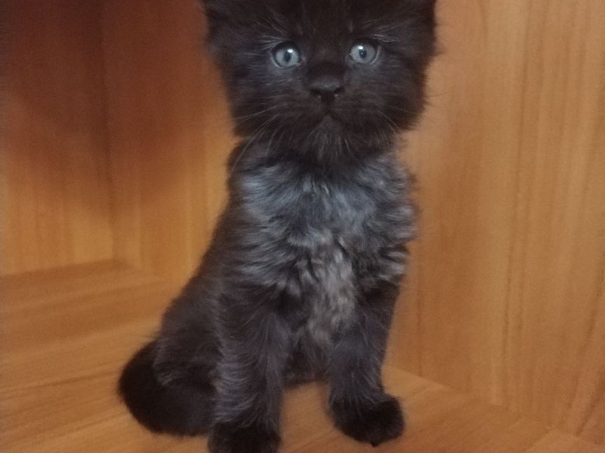 Котята мейн-кун