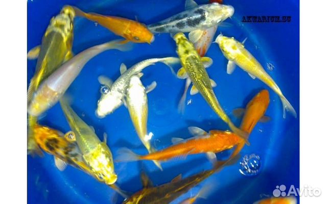 Карп Кои вуалевые