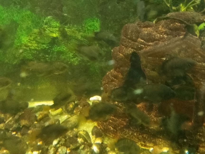 Рыбки цихлиды попугай полосатые