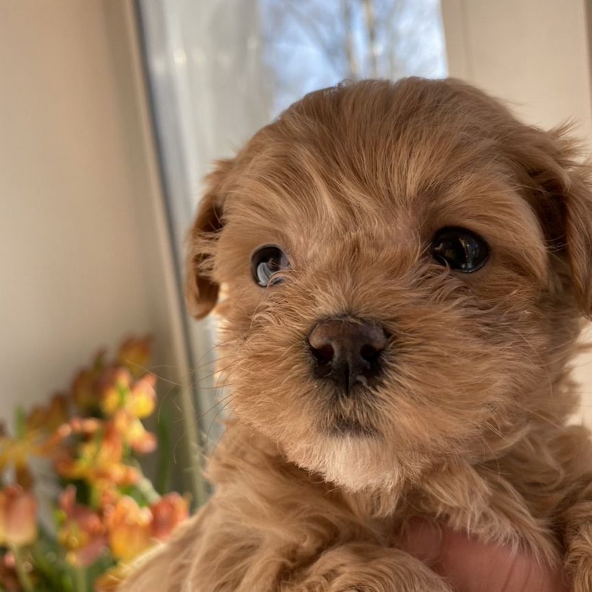 Милый Мальтипу Мини мальчик