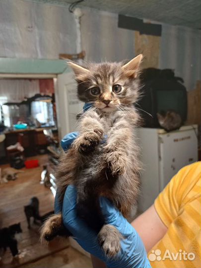 Котëнок мальчик