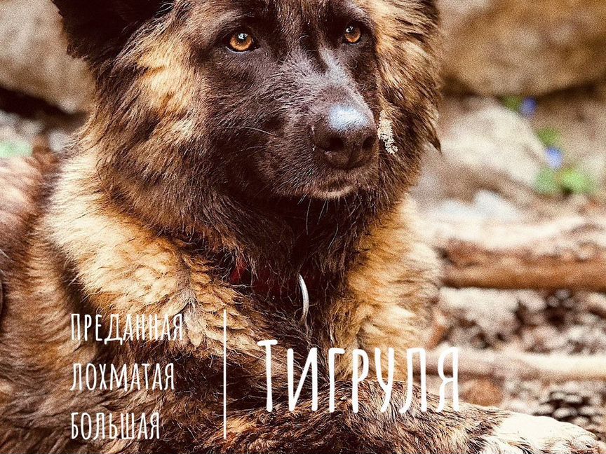 Тигруля ищет дом