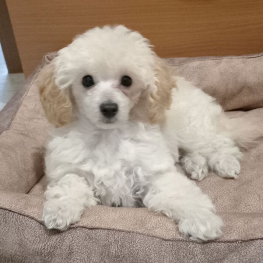 Той-пудель белый