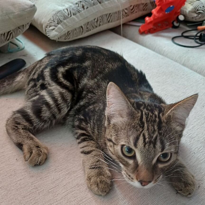 Котёнок в добрые руки