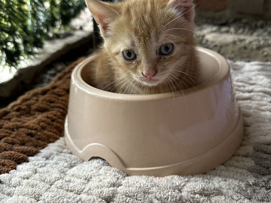 Рыжий котенок
