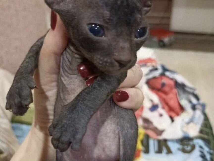 Донской сфинкс котенок