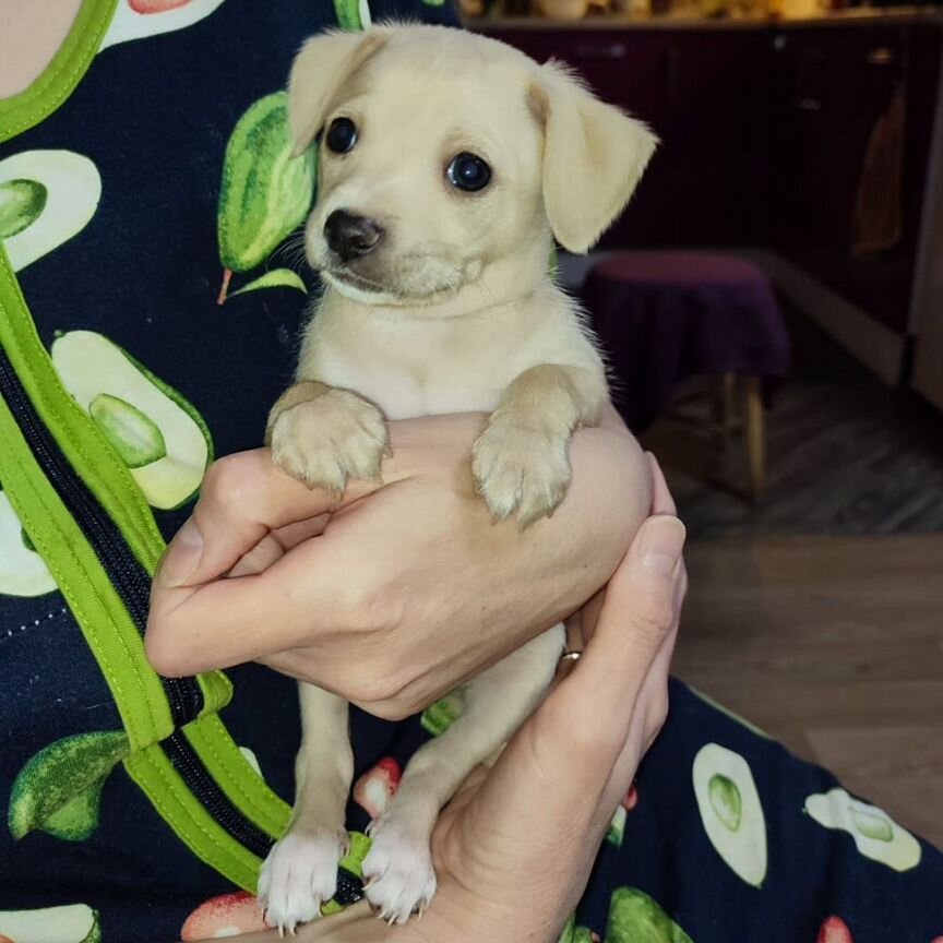 Русский той-терьер, щенок