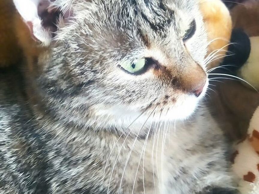 Миниатюрная,ласковая котодевочка