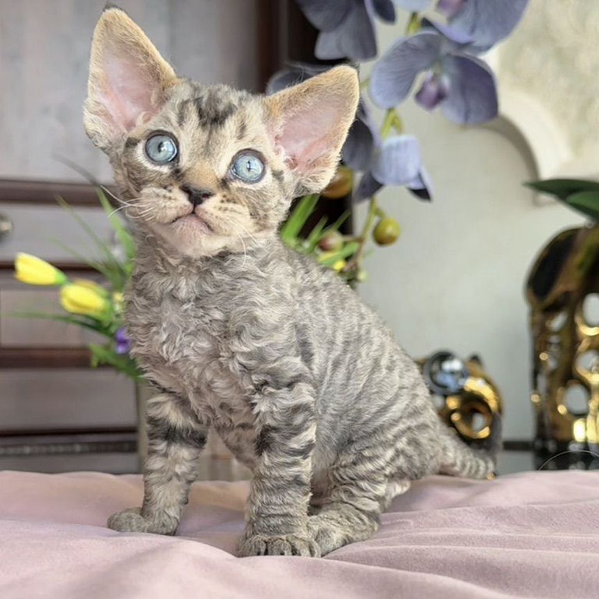 Девон-рекс котёнок