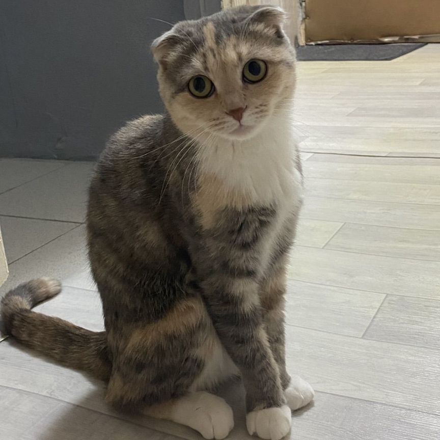 Взрослая кошка в добрые руки