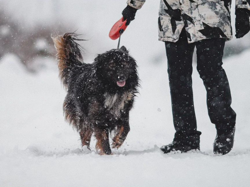 В добрые руки потрясающий Ванюша