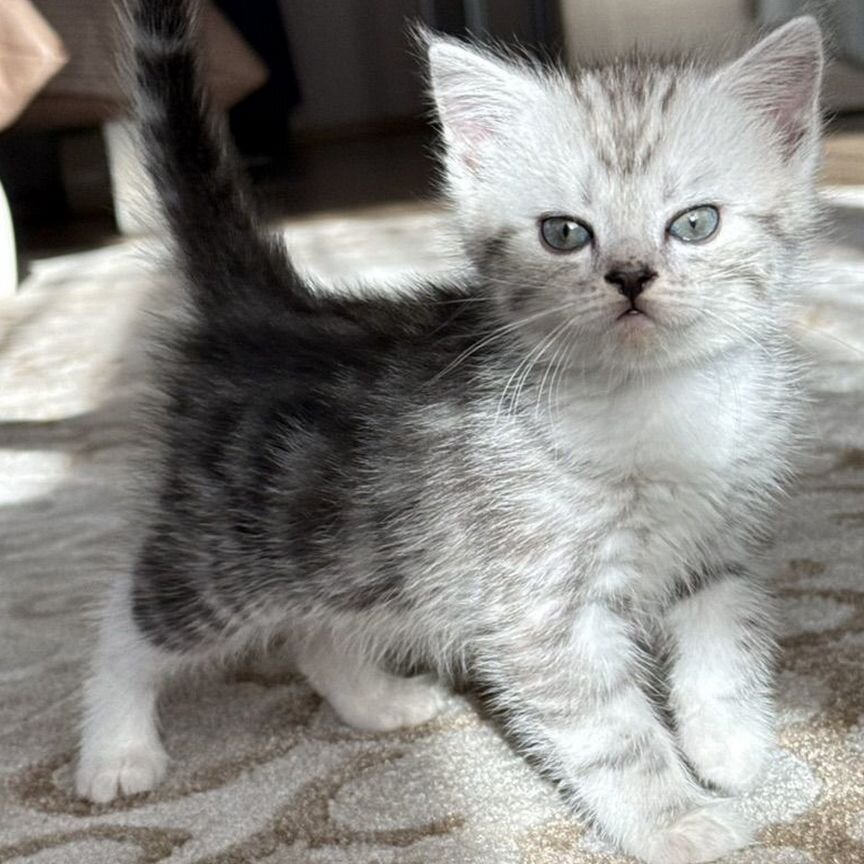 Шотландский прямоухий короткошёрстный котёнок
