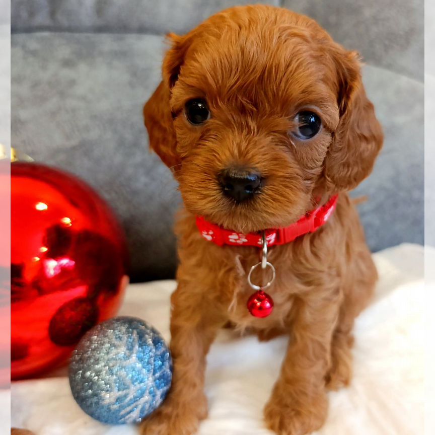 Кавапу, щенок