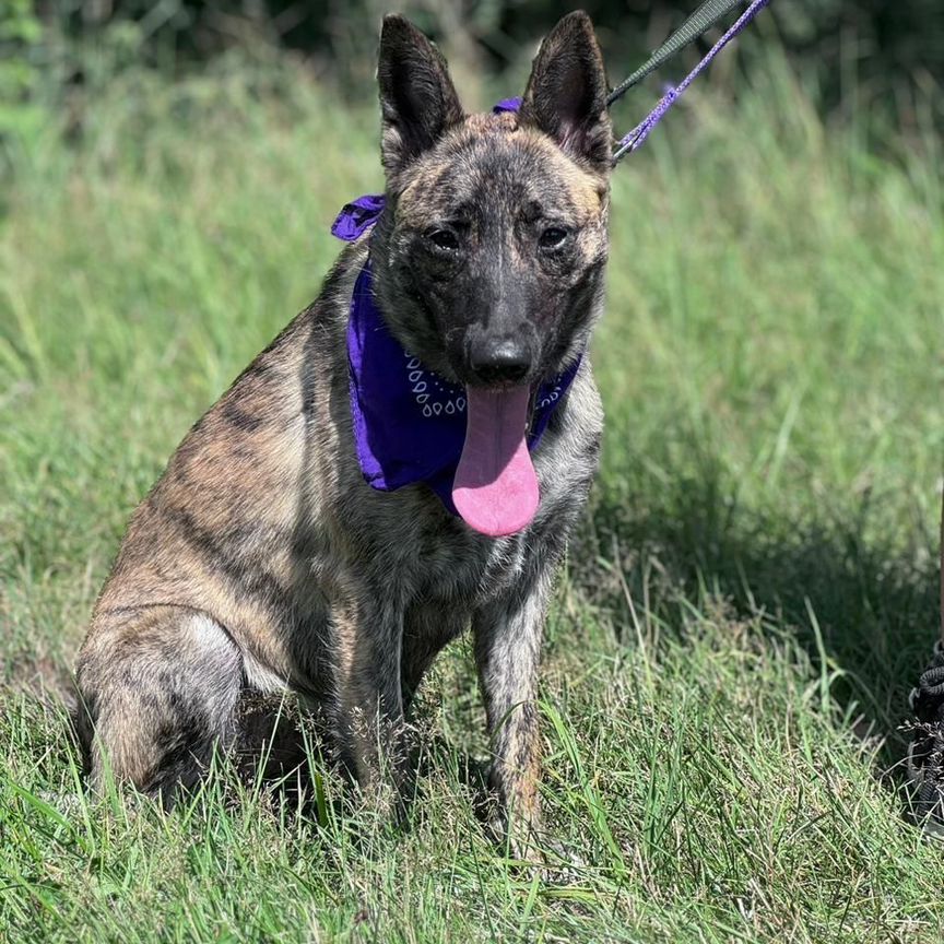 Молодая собака Халва в добрые руки